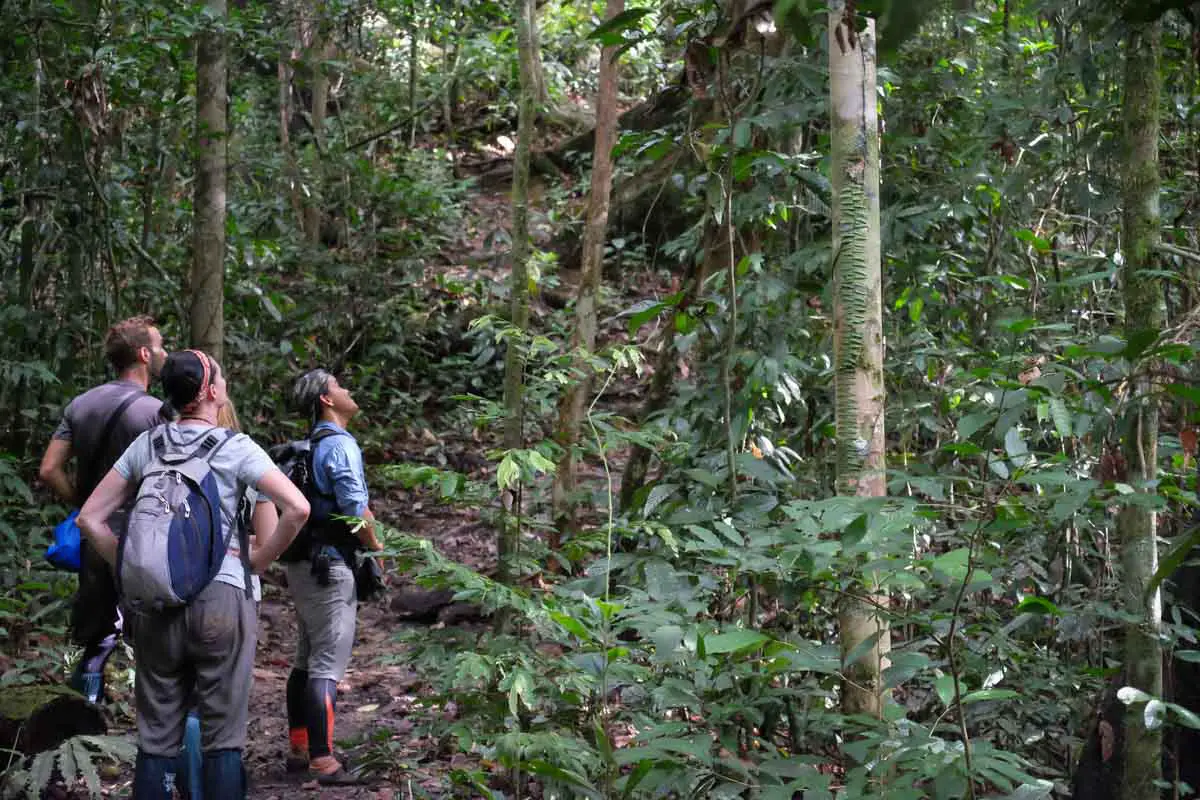 Ultimate Guide to Danum Valley Conservation Area - Monkey Rock World